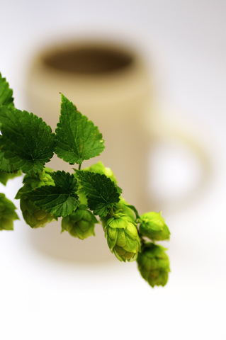 The 6 Health Benefits of Hops â€¦ Yes, the Bitter "Beer Ingredient!"